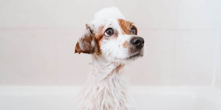 Services - Metro Pets Grooming